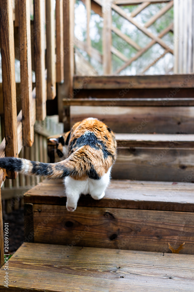 Calico cat curious exploring house backyard by wooden deck, garden ...