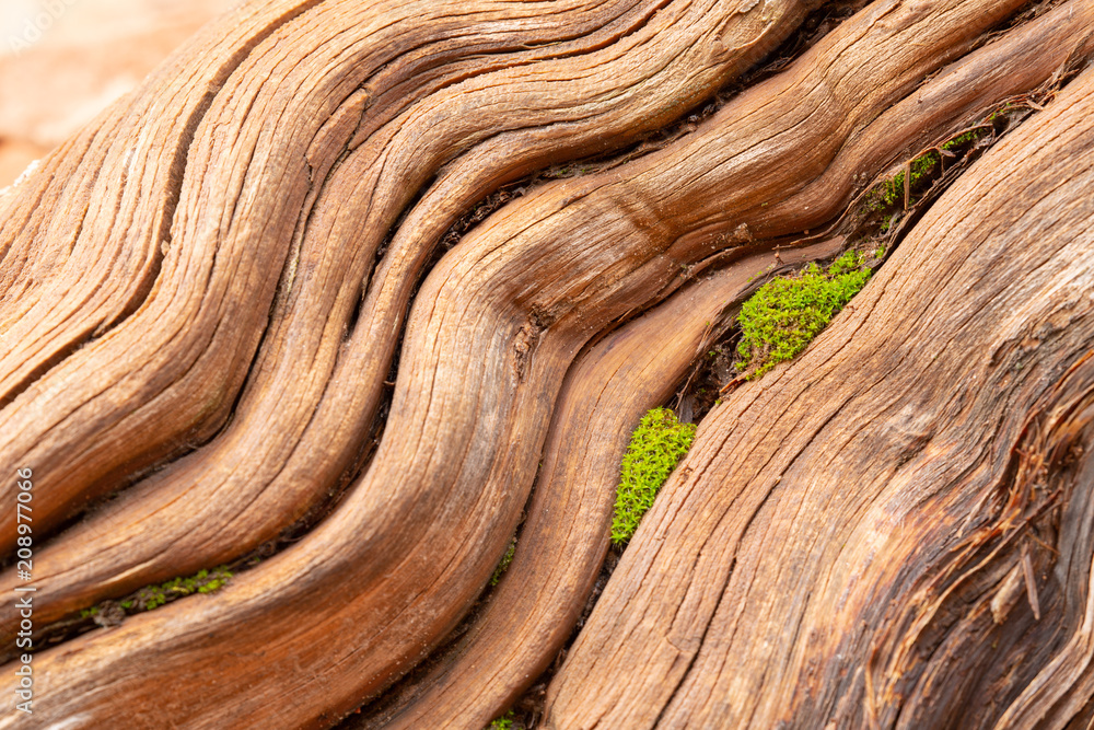 Smooth worn tree root with wavy texture and moss growing in the cracks ...