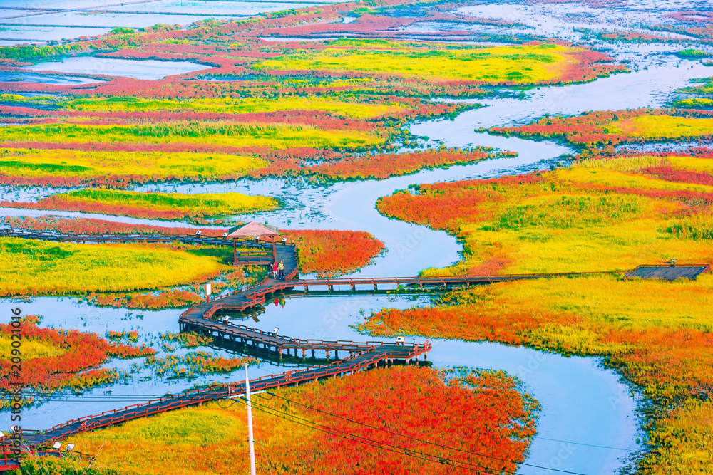 Beauty of colors of the weed at Jeung-do island,South Korea. Stock ...