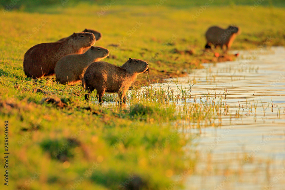 Capybara, family with youngs, biggest mouse in water with evening light ...