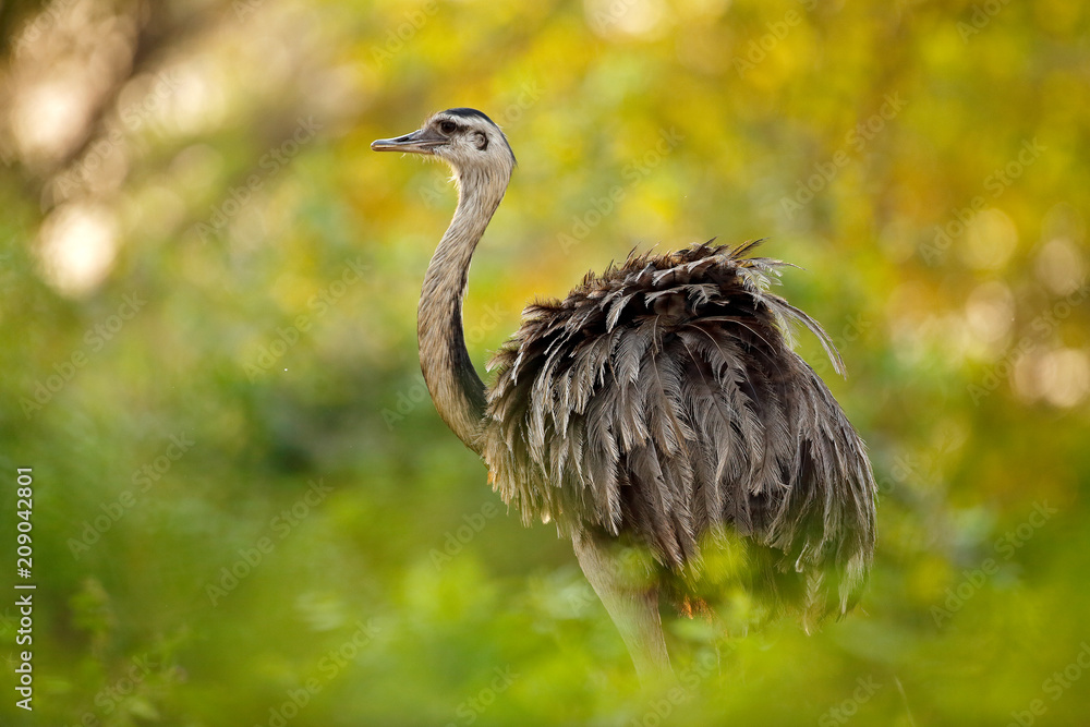 Greater Rhea, Rhea americana, big bird with fluffy feathers, animal in ...