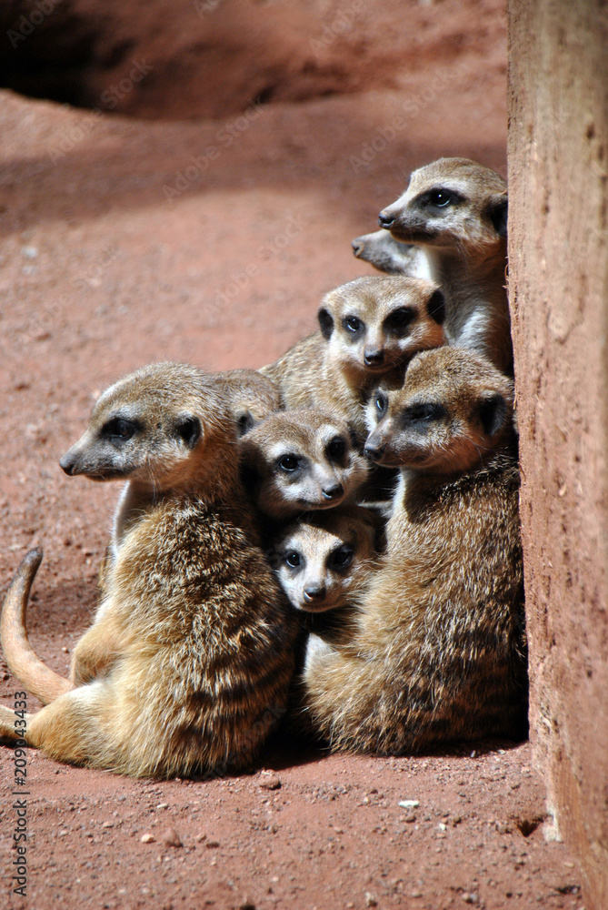 Meerkats Cuddling