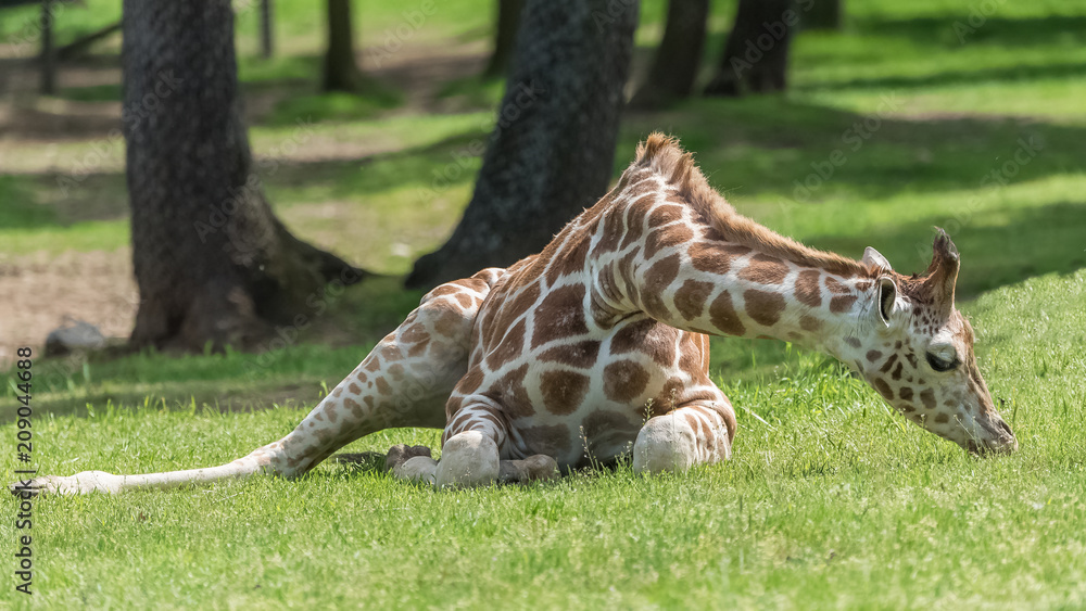 Giraffe Eating Grass