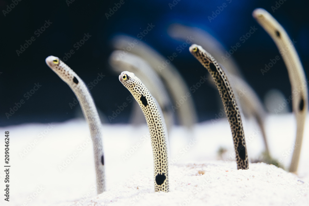 Garden Eels | Fasci Garden