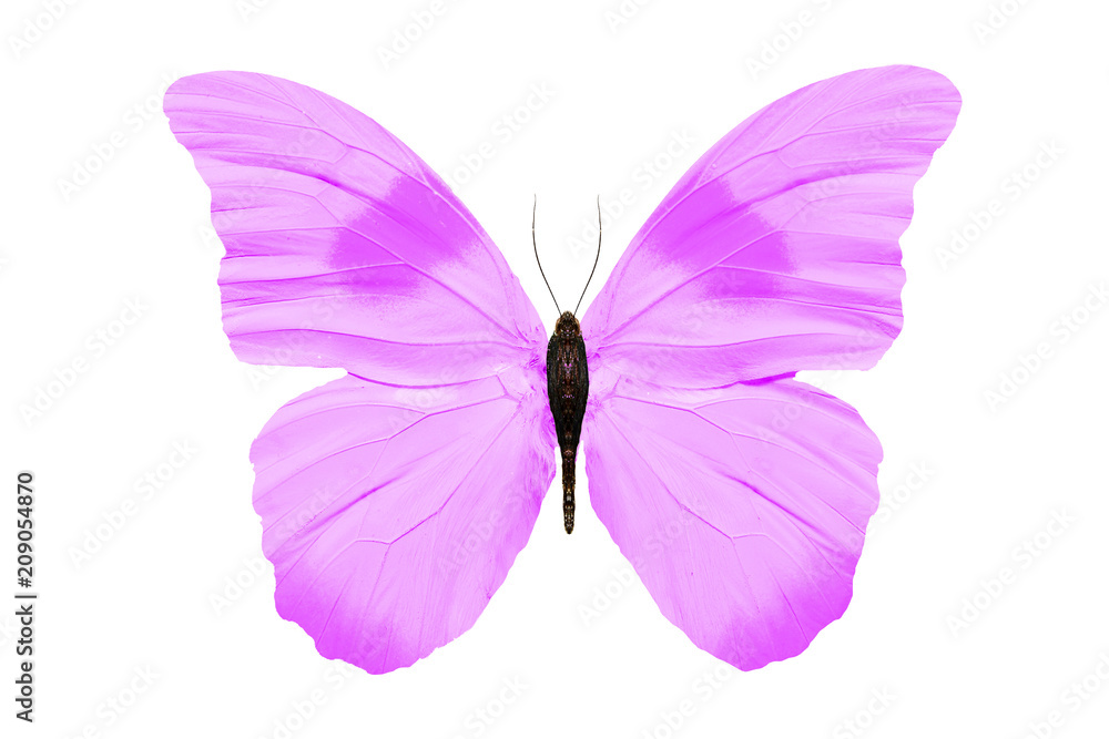 Purple And White Butterfly Background