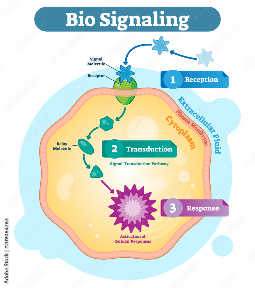 Bio signaling cell communication network system, micro biological ...