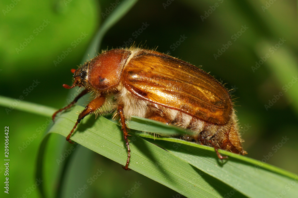 Close-up of a fluffy young May beetle Scarabaeidae Stock Photo | Adobe ...