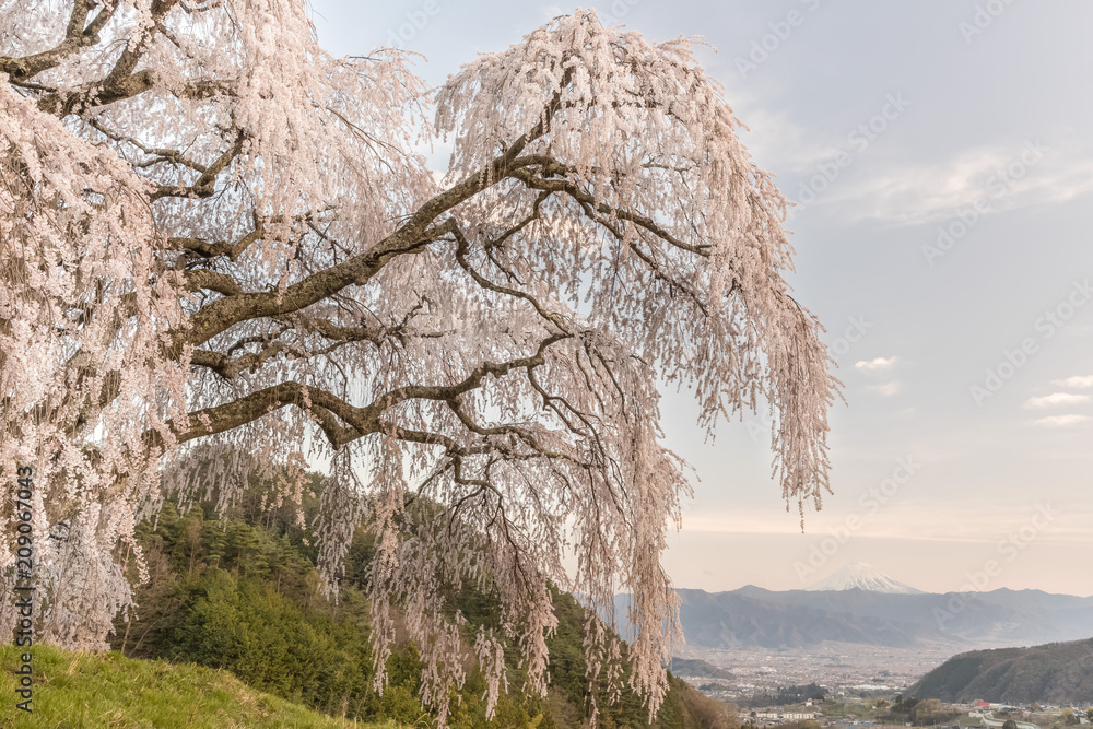 Shidare Sakura and Mountain Fuji at Yamanashi town. Shidara Sakura is ...