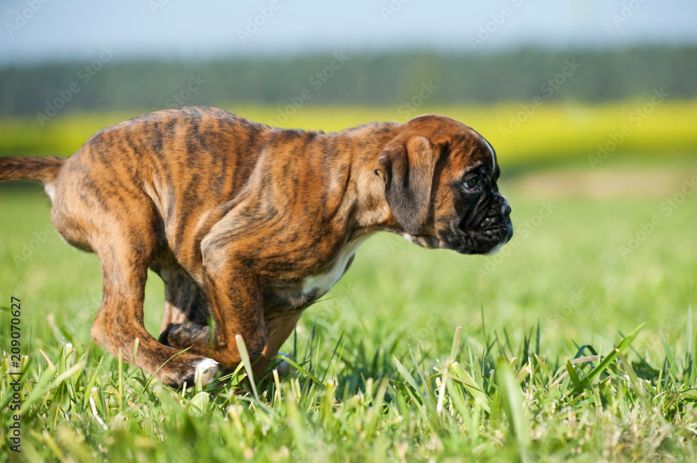 Gestromter Boxerwelpe rennt durch eine Wiese Stock Photo | Adobe Stock
