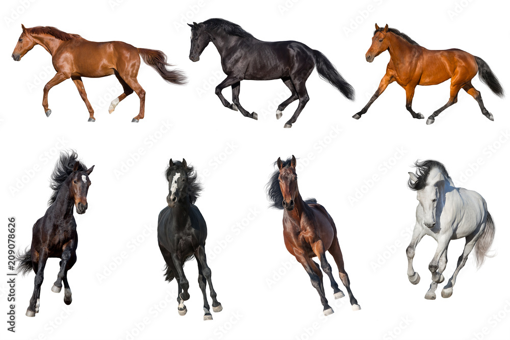 Horse collection isolated on white background Stock Photo | Adobe Stock