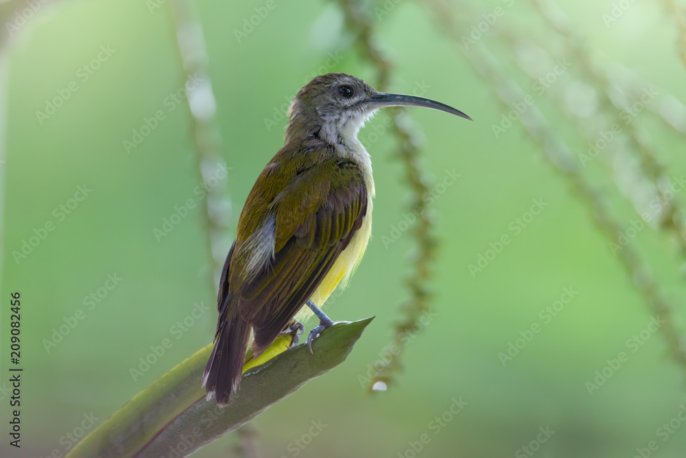 Cute small bird,back view.Cute little spiderhunter bird with long bill ...