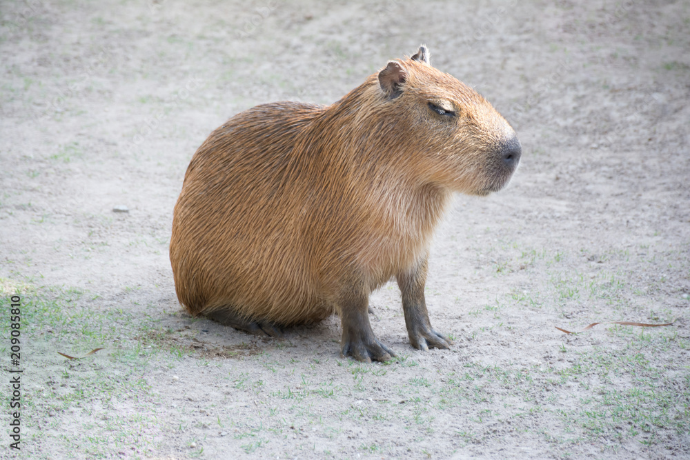 Capybara Swimming Pool