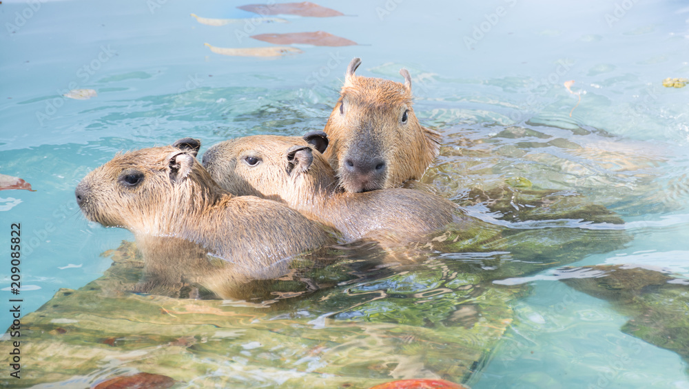 Capybara Baby Swimming