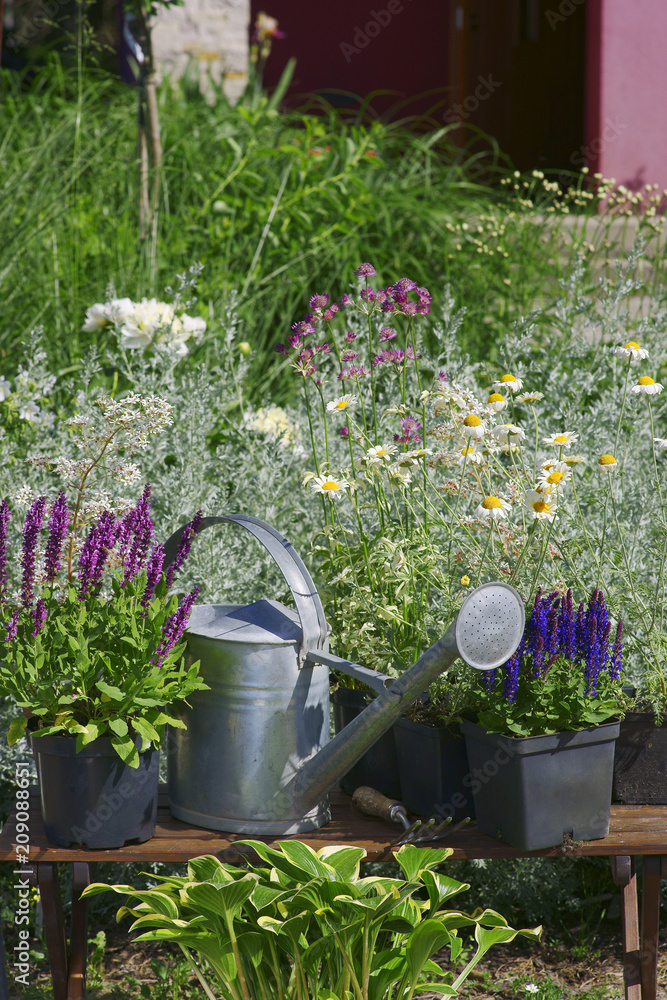 Garden works - planting and care of perennials / Salvia Sensation Deep ...