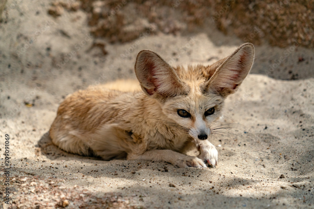 Fennec desert fox portrait Stock Photo | Adobe Stock
