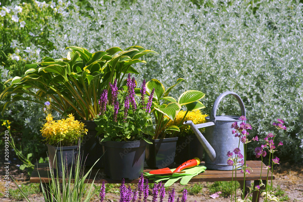 Garden works - planting and care of perennials / Salvia Sensation Deep ...
