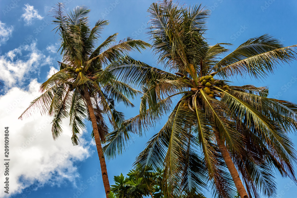 Coconut tree on a sandy beach in the Philippines, El Nido Stock Photo ...