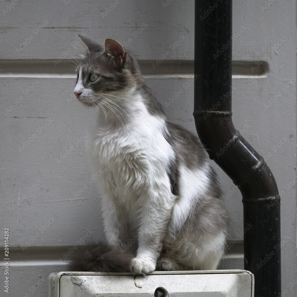 Cat Shaped Pipe