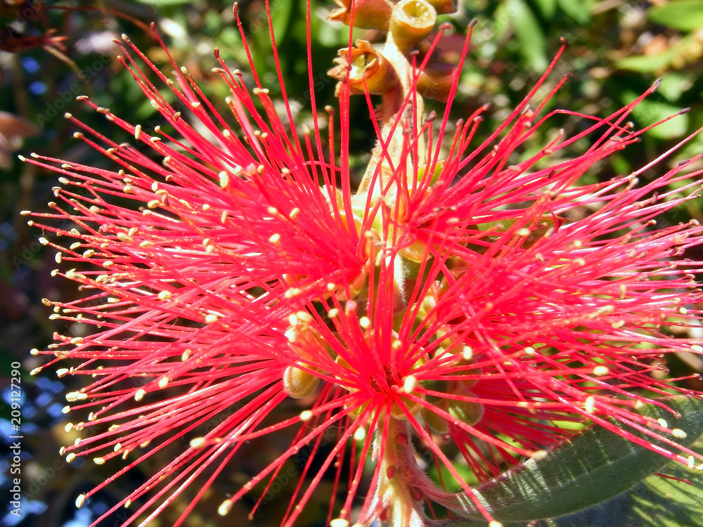 ramas con flores de colores en primavera en el jardín del parque Stock ...