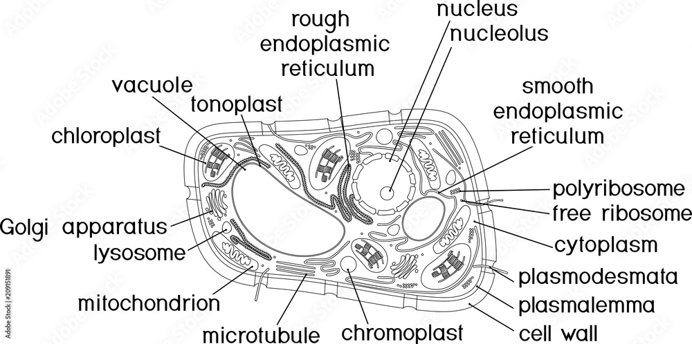 Plant Cell Coloring Pages