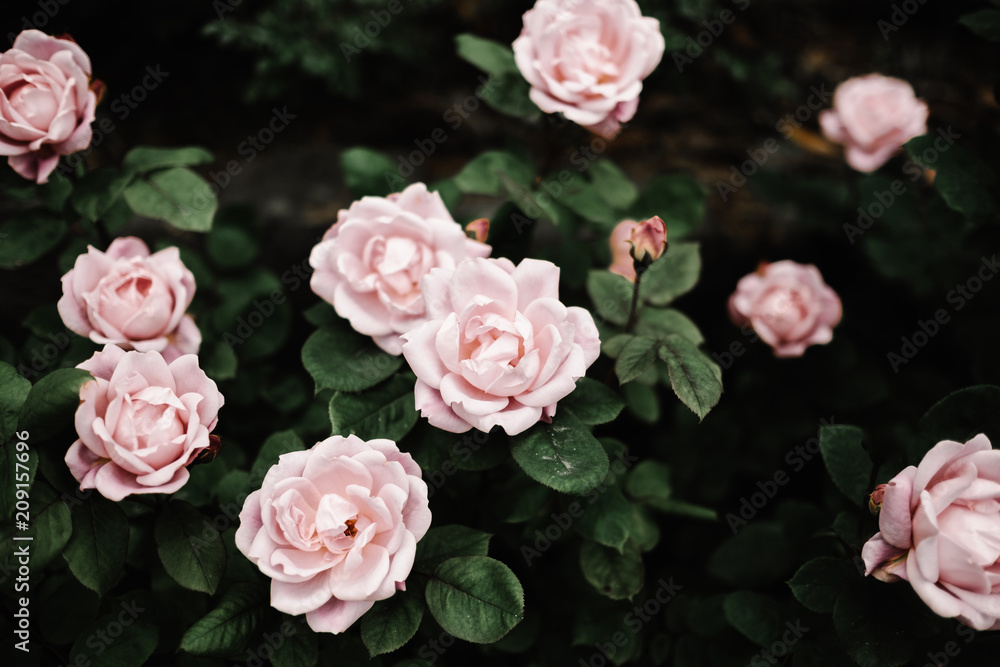Pink Rose Bush Stock Photo | Adobe Stock
