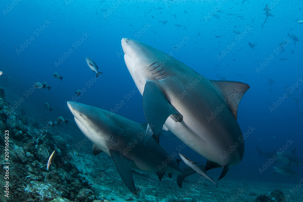 Bull shark encounter Stock Photo | Adobe Stock