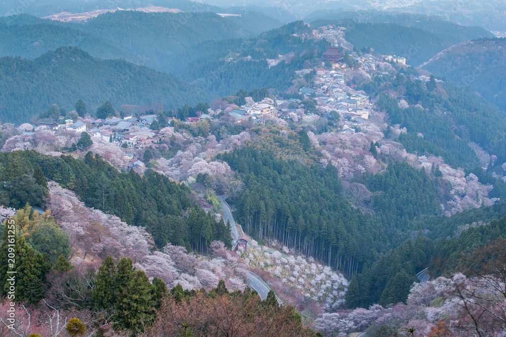 Yoshinoyama sakura cherry blossom . Mount Yoshino in Nara Prefecture ...