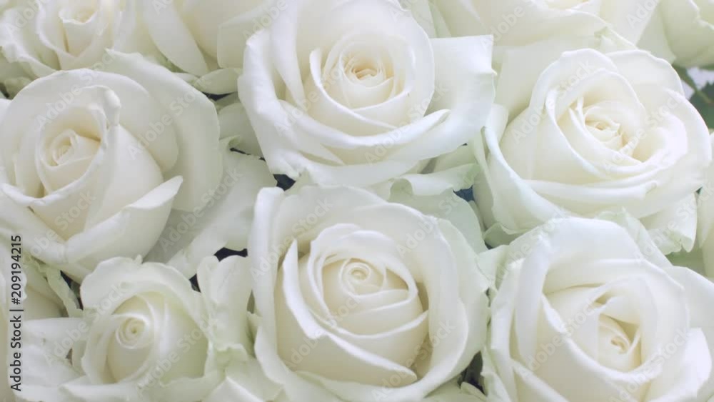 Vidéo Stock Roses. Beautiful white rose flowers bouquet background ...