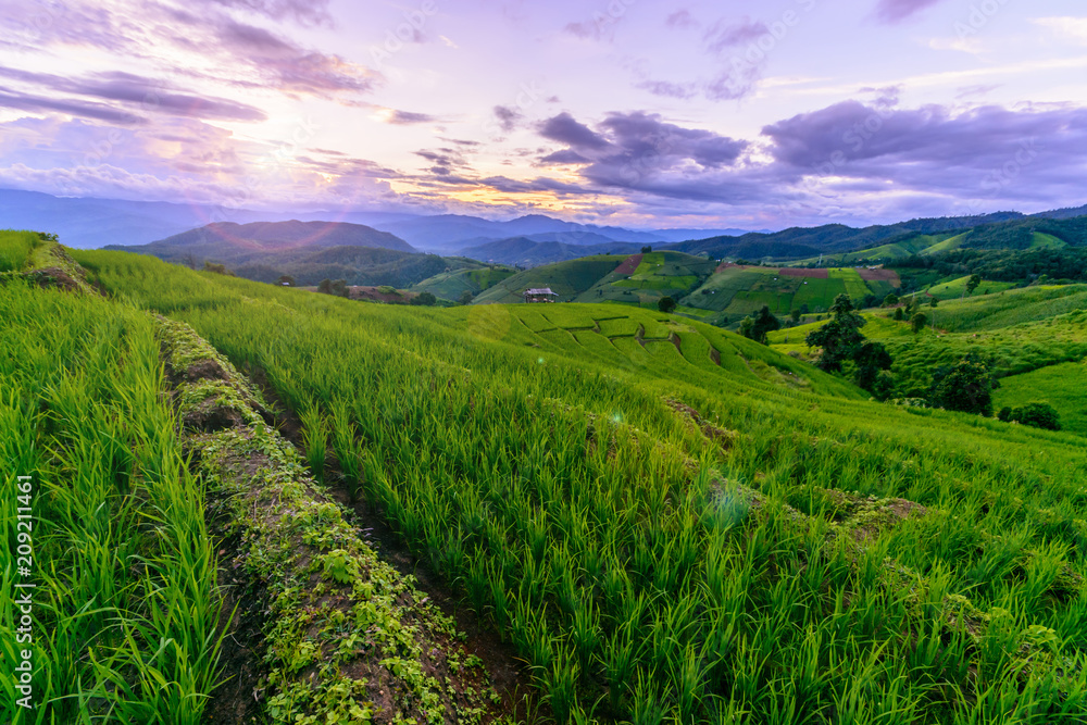 Beautiful step of rice terrace paddle field in sunset and Lens Flare at ...