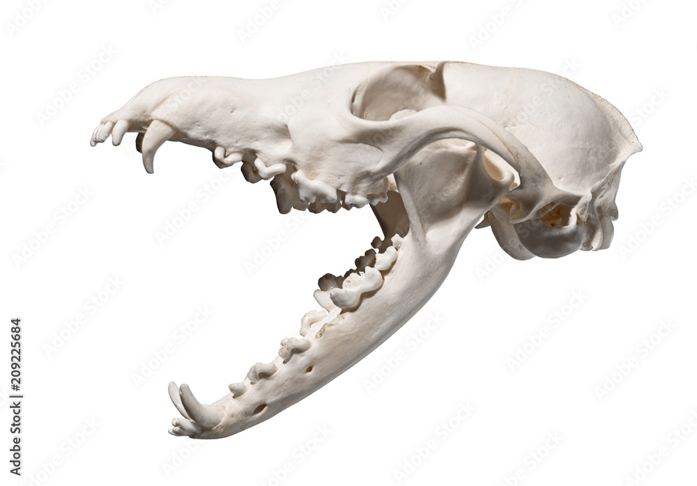 Skull of a red fox (Vulpes vulpes) on a white background Stock-Foto ...