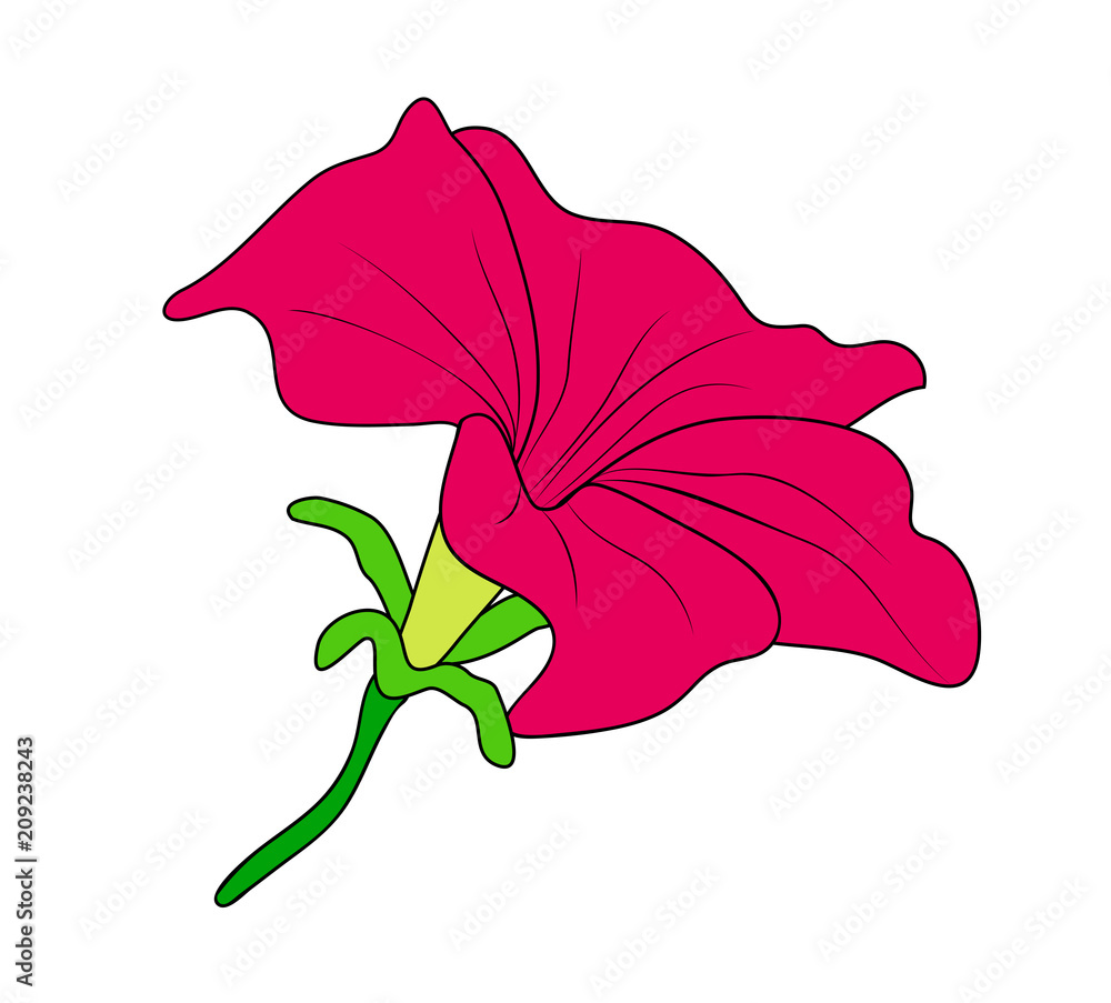 Vector illustration, isolated red mirabilis flower, outline hand ...