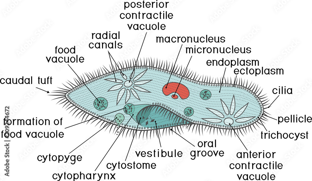 Paramecium Structure