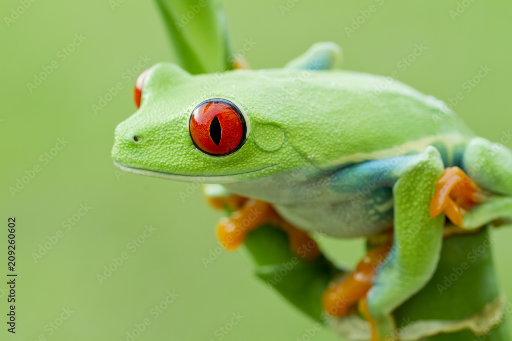 Red-eyed Tree frog (Agalychnis callidryas) in Rainforest Stock Photo ...