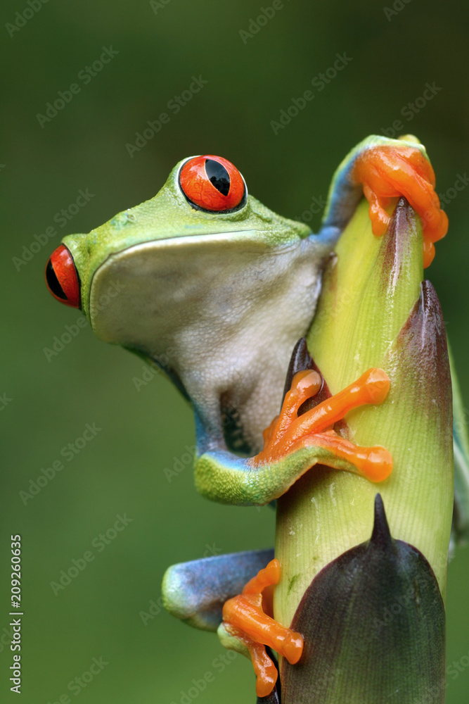 Curious Red-eyed Tree frog (Agalychnis callidryas) in Rainforest Stock ...
