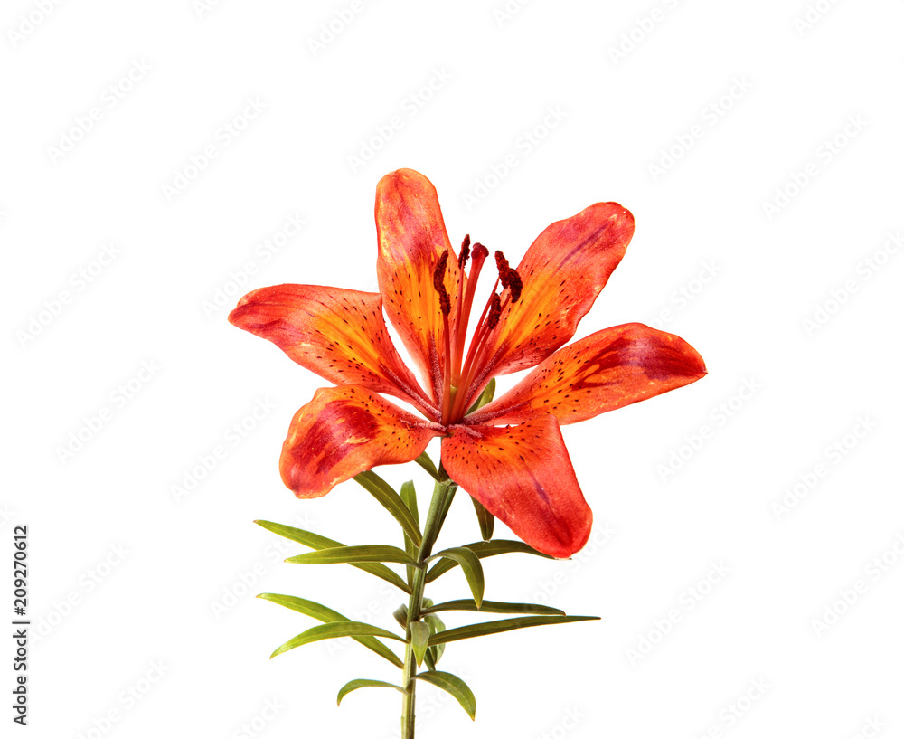 flower of a tiger lily on an isolated white background. Lilium ...