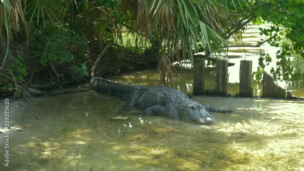 American alligator is getting out from the water. Alligator is a large ...