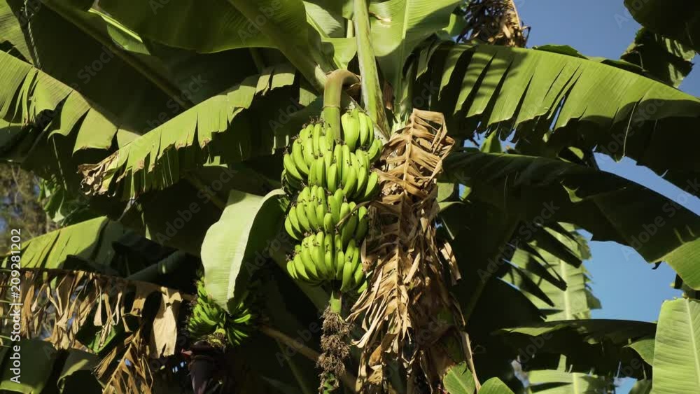 Bundles of bananas growing on a green tree. Bananas growing on tree. A ...
