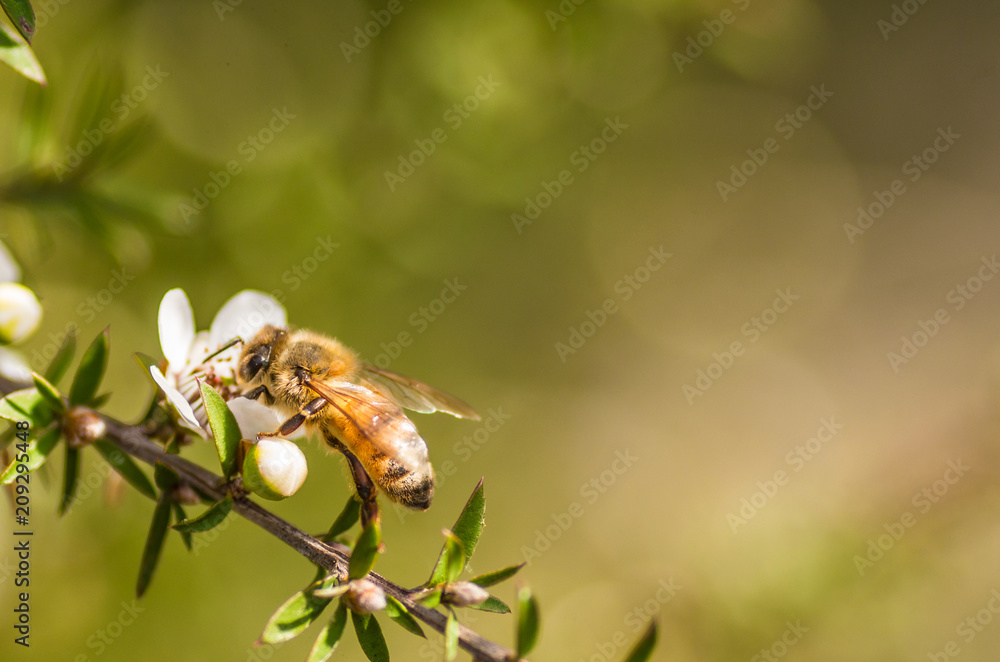 Honey bee on manuka flower from which manuka honey with medicinal ...