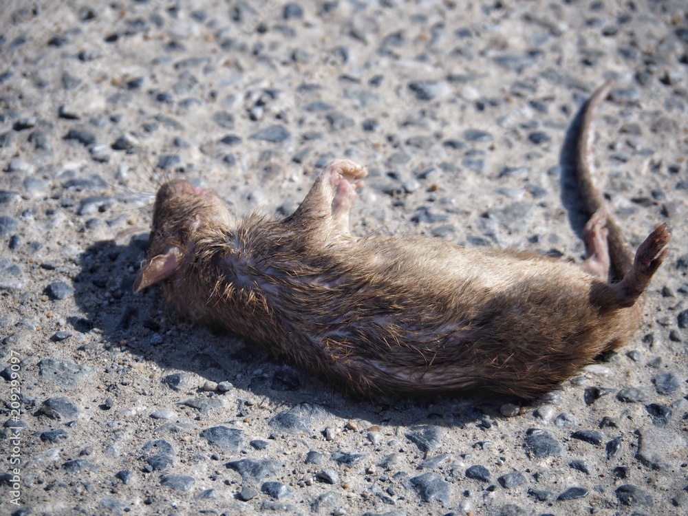 Dead rats on the street floor It smells bad And nasty Which brings ...