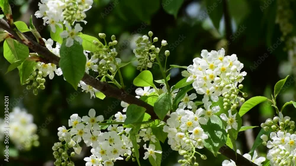 Vidéo Stock Close-up of white flowers in drooping inflorescences of ...