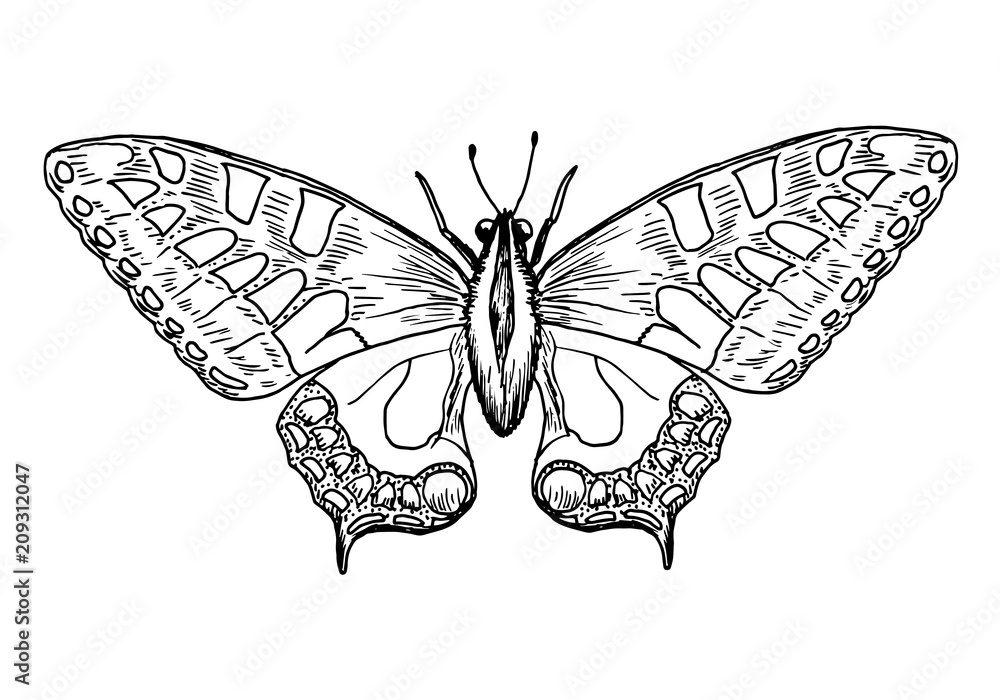 Yellow Swallowtail Butterfly Outline