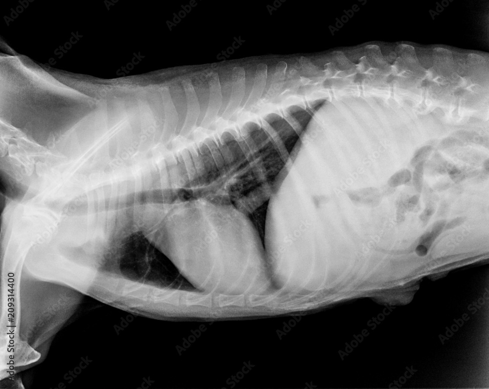 Poster X-ray film of dog lateral view closed up in thorax standard and ...