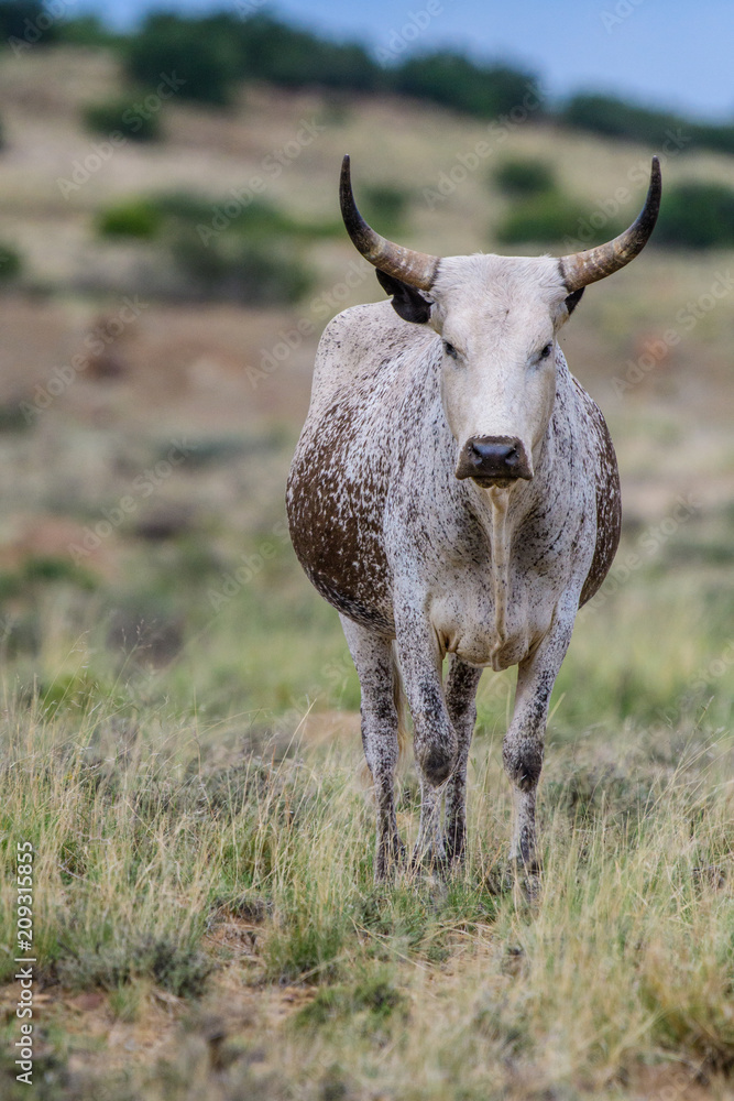 Nguni cattle Stock Photo | Adobe Stock