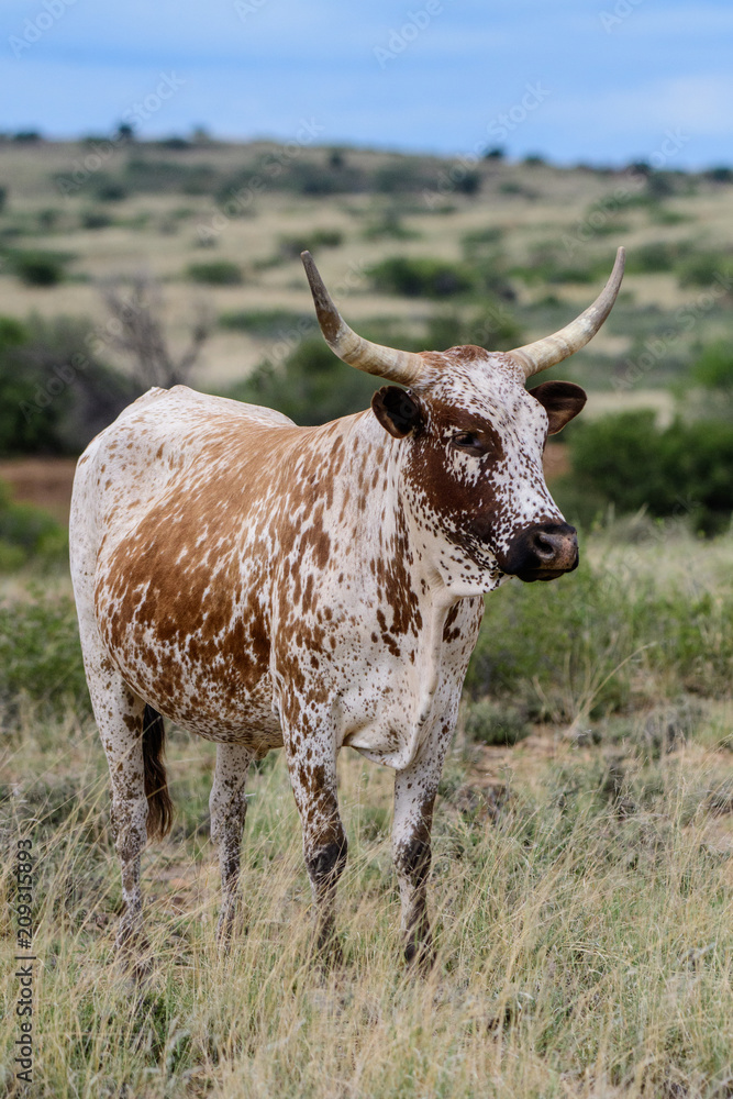 Nguni cattle Stock Photo | Adobe Stock