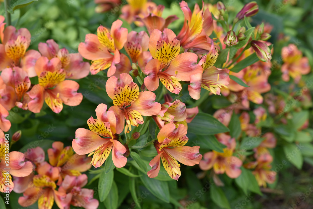 Alstroemeria (lis des Incas) orange au printemps Stock Photo | Adobe Stock