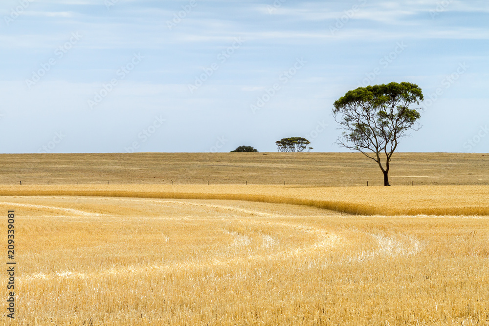 Partially harvested wheat paddock with trees Stock Photo | Adobe Stock
