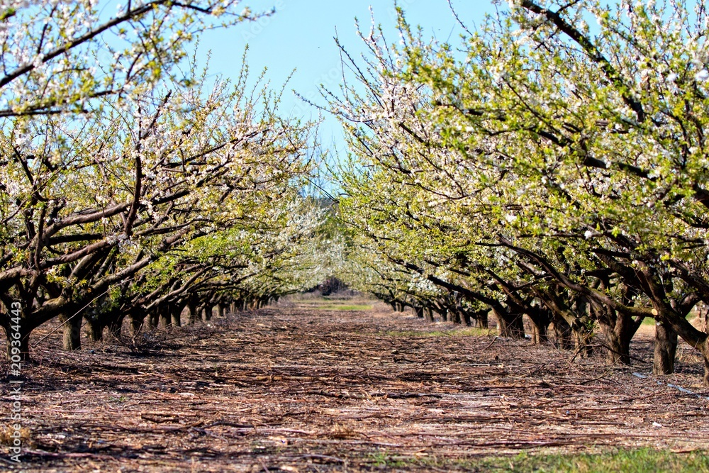 Plum Tree Orchard