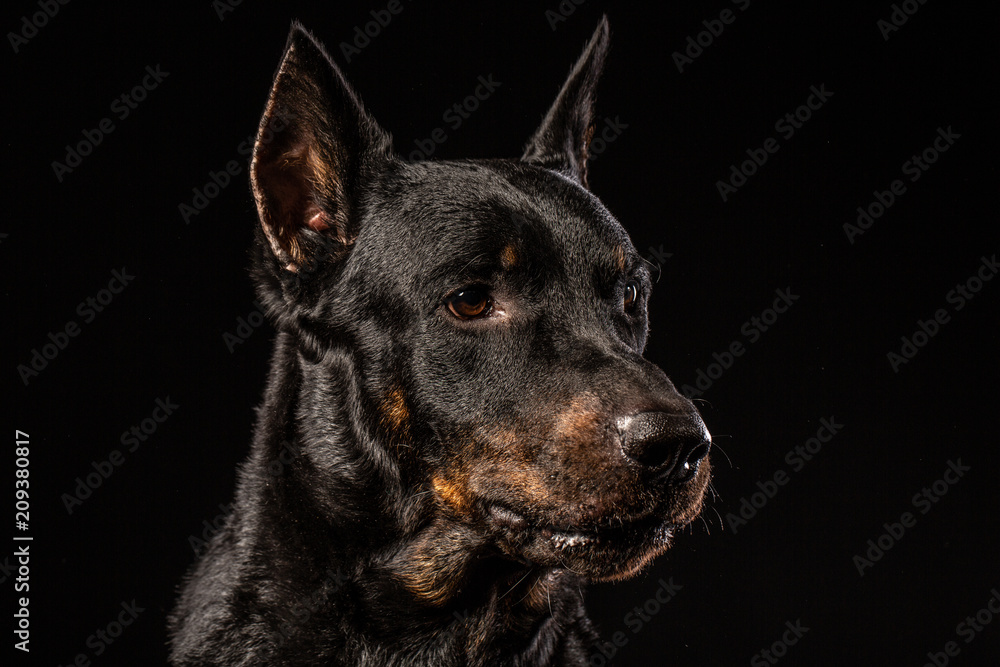 Doberman Pinscher against black background front view Stock Photo ...
