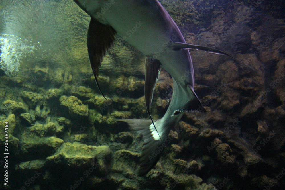 Fish : Chao Phraya giant catfish (Pangasius sanitwongsei) Stock Photo ...