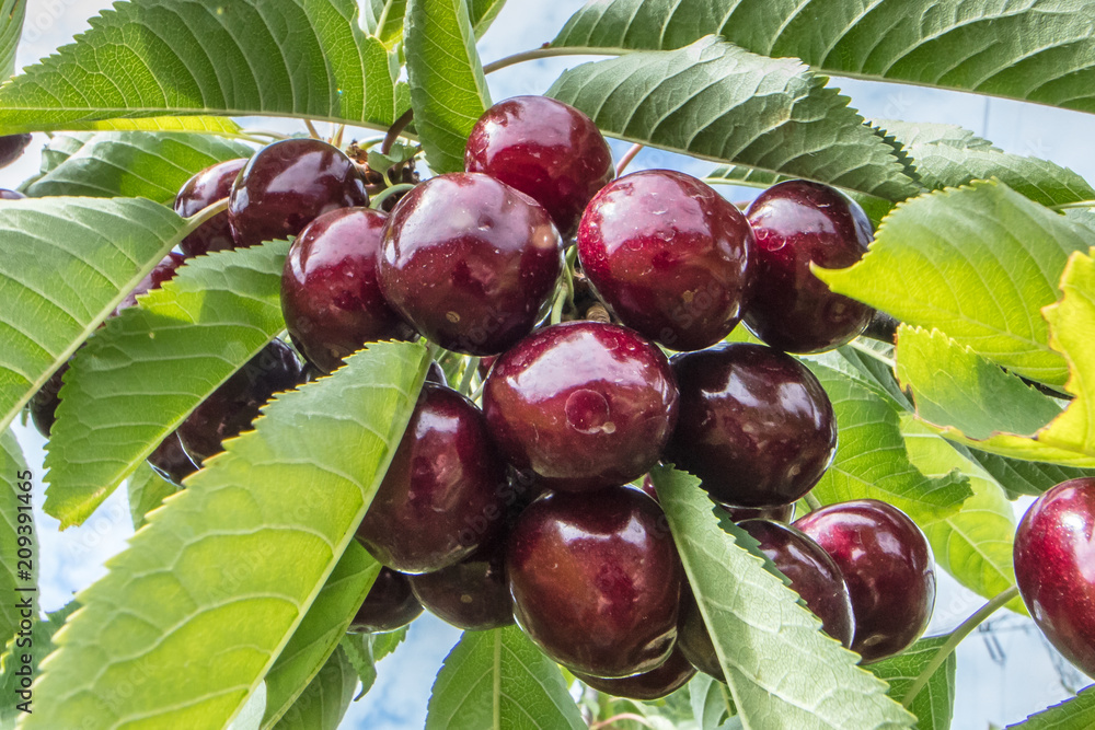 obst Stock-Foto | Adobe Stock